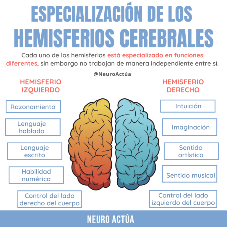 Especialización de los hemisferios cerebrales – Centro Psicopedagógico ...